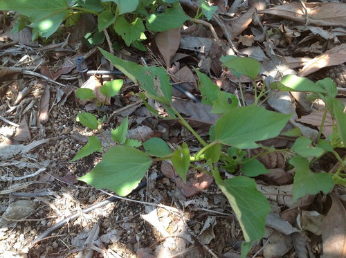 Ground-hugging weed around an apple tree