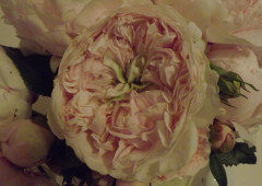 Rose proliferation question.