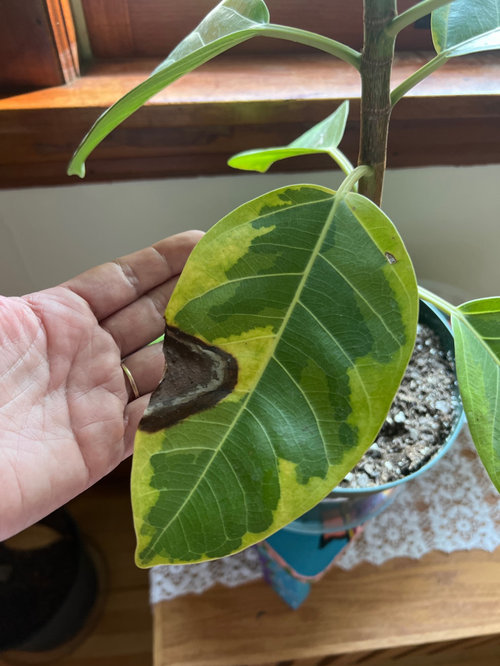 Help! Scary black spot on my beautiful Ficus Altissima! | Houzz Forum