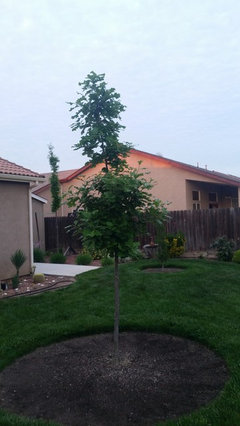Quercus Urban Pinnacle oak tree