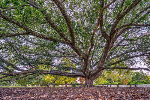 Amazing Compton oak VA