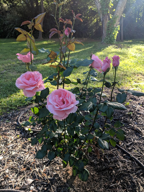 Grandiflora rose in peachy pink/apricot?