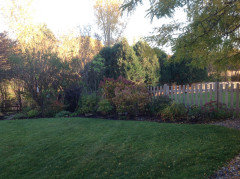 Invasive weed with underground runners in my flower beds