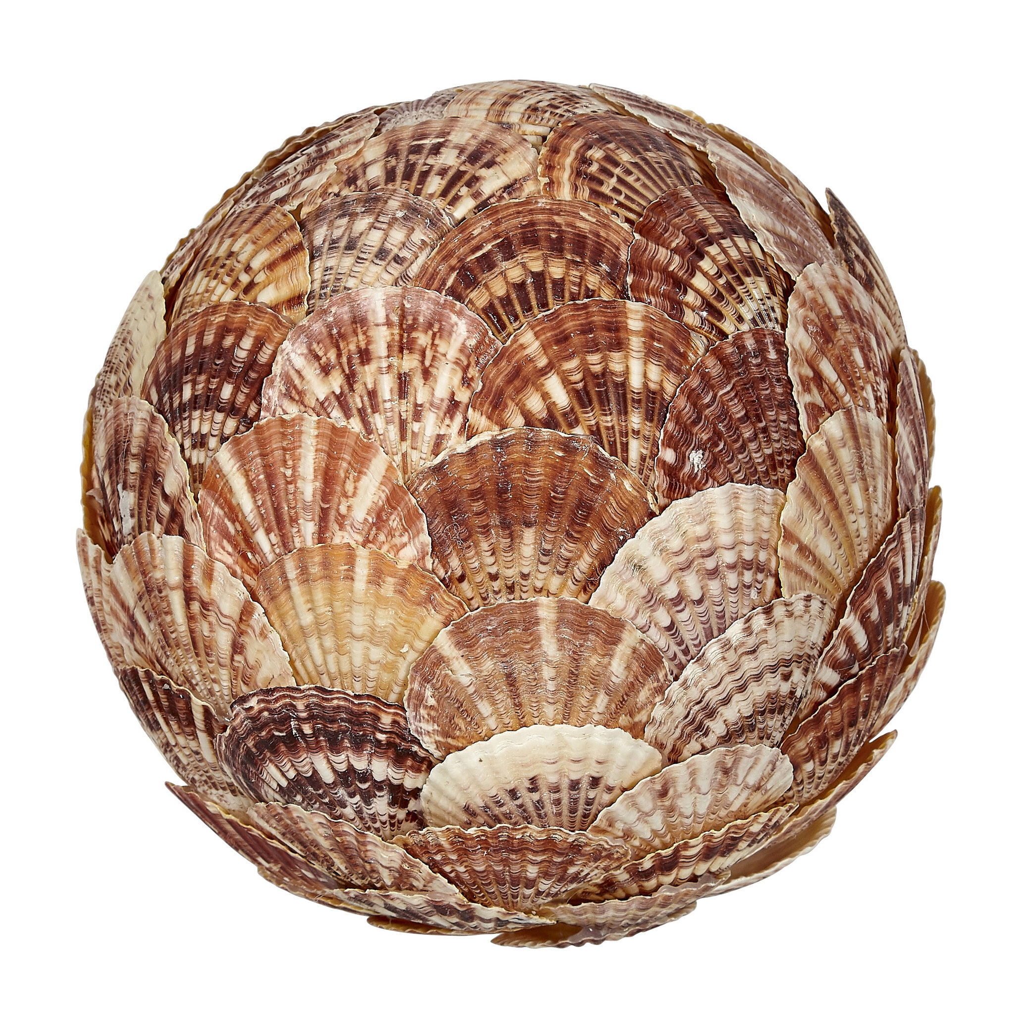 Natural Scallop Shell Orb, 8" - Beach Style - Decorative Objects And ...