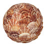 Natural Scallop Shell Orb, 8" - Beach Style - Decorative Objects And ...