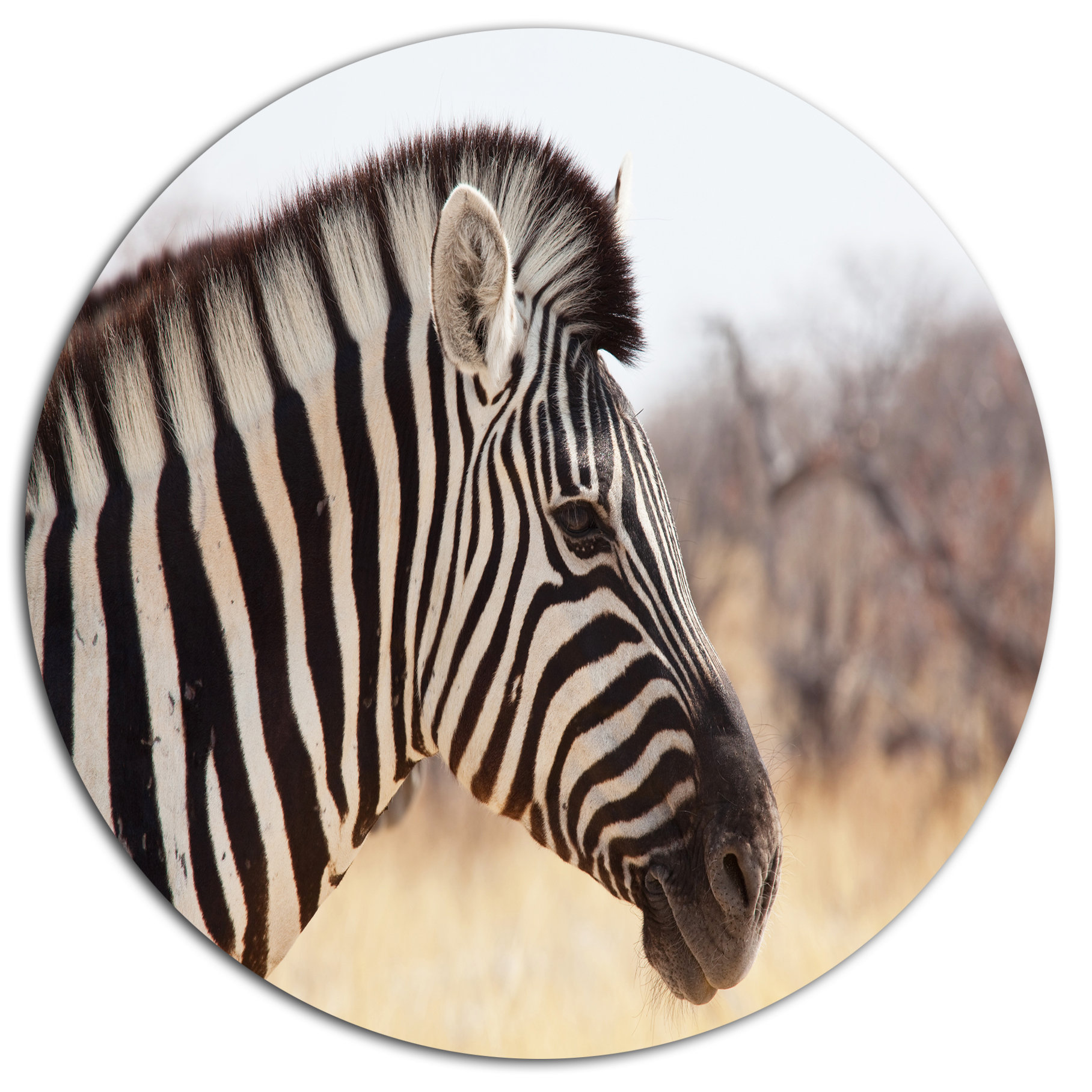 Beautiful Zebra In Forest, Animal Disc Metal Artwork, Disc of 23 inch ...