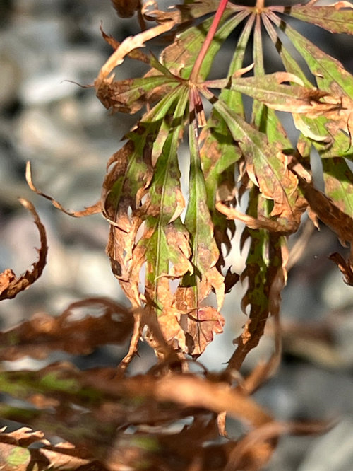 Japanese Maple, leaf scorch?