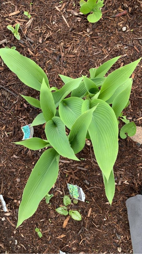 Hosta Identification 11 Ultramarine?
