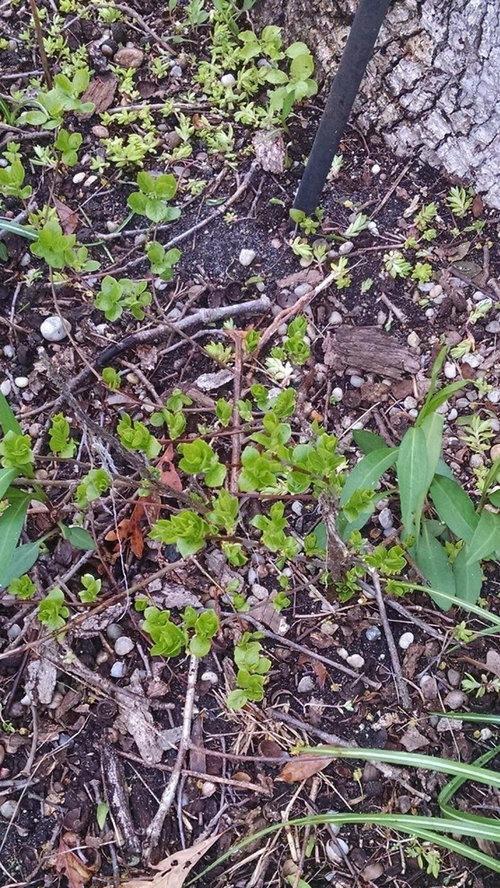 Please help identify this weed/tree