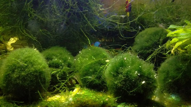 Pet Plant: Could You Love a ‘Marimo’ Moss Ball?
