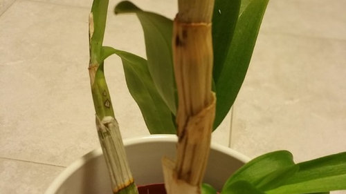 cane rotting dendrobium