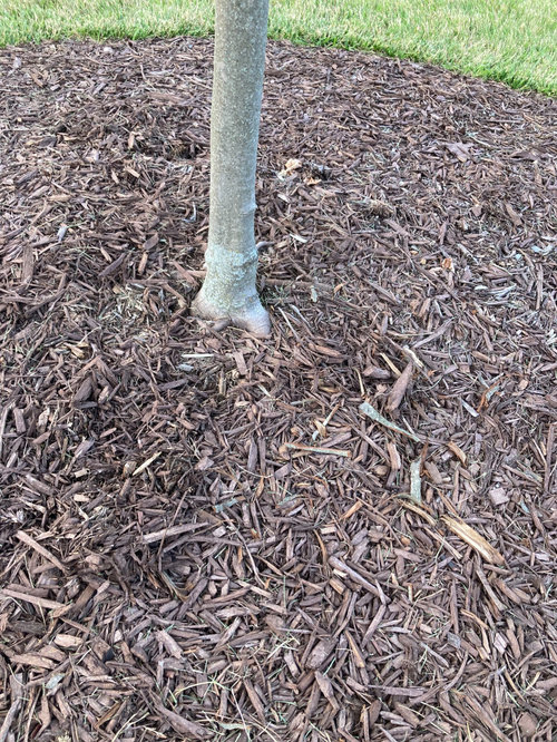 Red Pointe Maple sunscald?