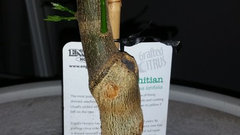 How can you tell the difference between sucker branches