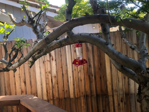 Old Gravenstein apple tree