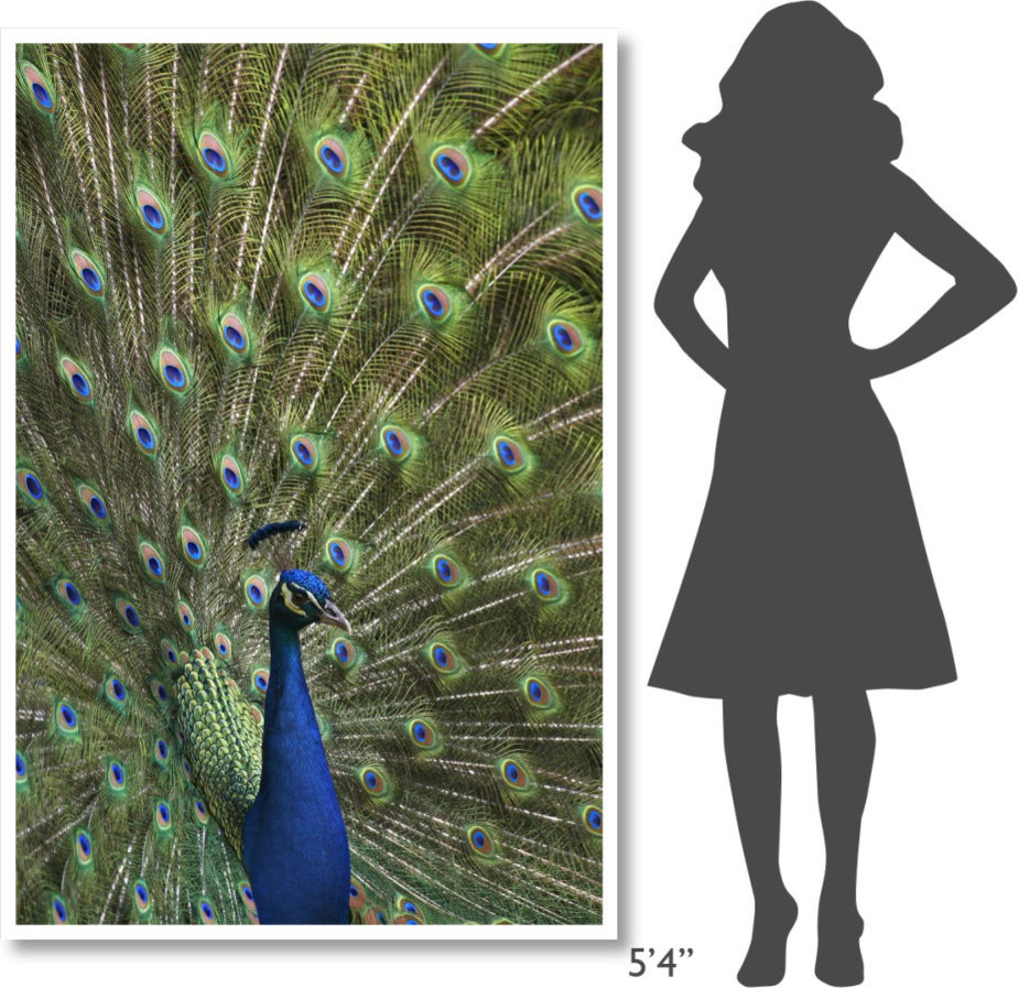 "Indian Peafowl male with tail fanned out, courtship display" Paper Art ...