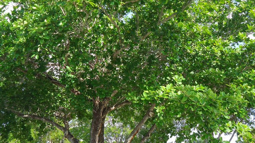 Please help me identify a tropical tree