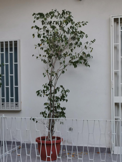 Practical tips for pruning ficus trees