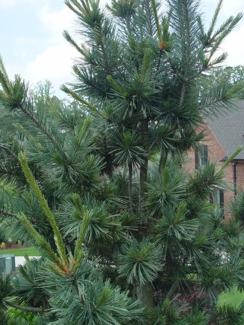 pruning extra blue limber pine