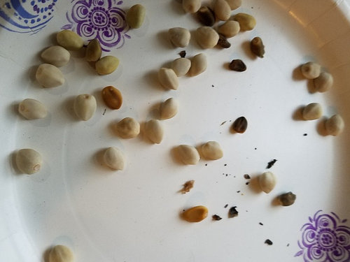 Moon Flower Seeds