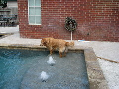 Baja shelf as first stair into pool. Seen it?