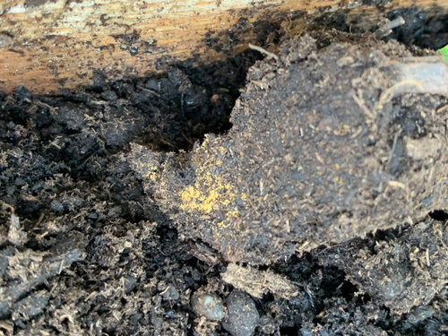 Weird yellow stuff in bagged compost, anyone recognize what it is?
