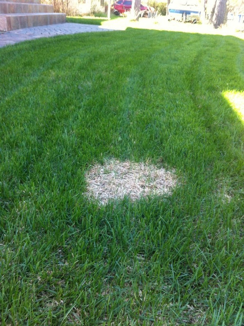 Fixing dead spots in lawn