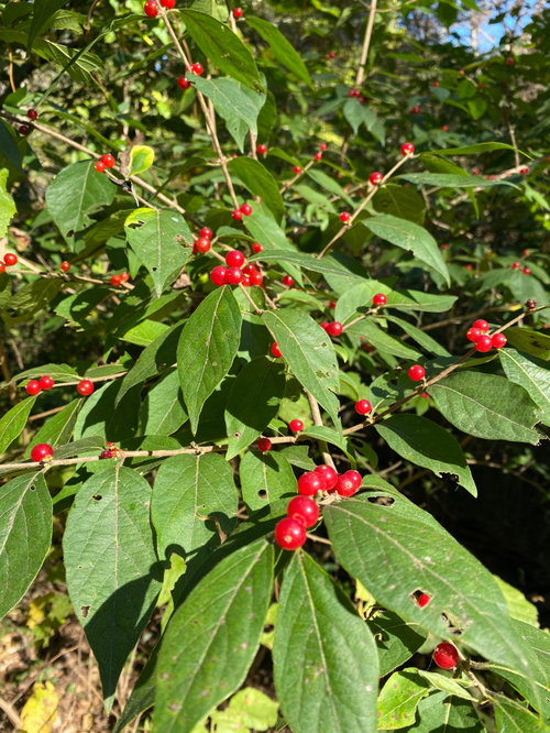 Arkansas wild berry?