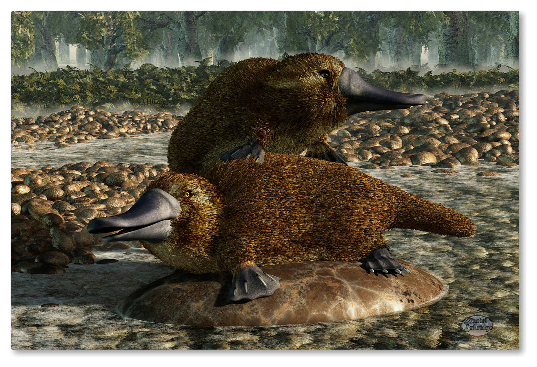 Daniel Eskridge 'Platypuses' Canvas Art, 22"x 32" - Beach Style ...