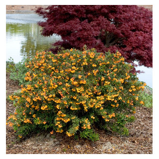 Dwarf Coral Hedge Barberry - Contemporary - by Monrovia | Houzz