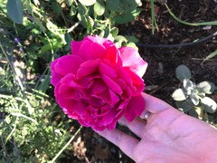 Miranda Lambert rose