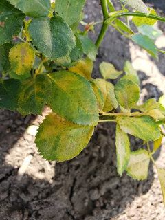 Yellowing leaves on newly planted roses