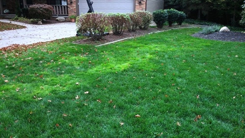Patches of light grass in lawn.