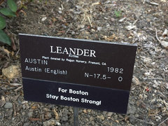 David Austin Discontinued Roses