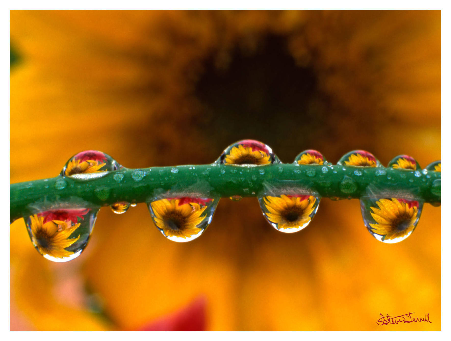 Steve Terrill Sunflowers Reflecting in Dew Drops Art Print, 9"x12 ...