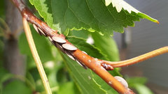ID unknown bug/pest on cherry tree