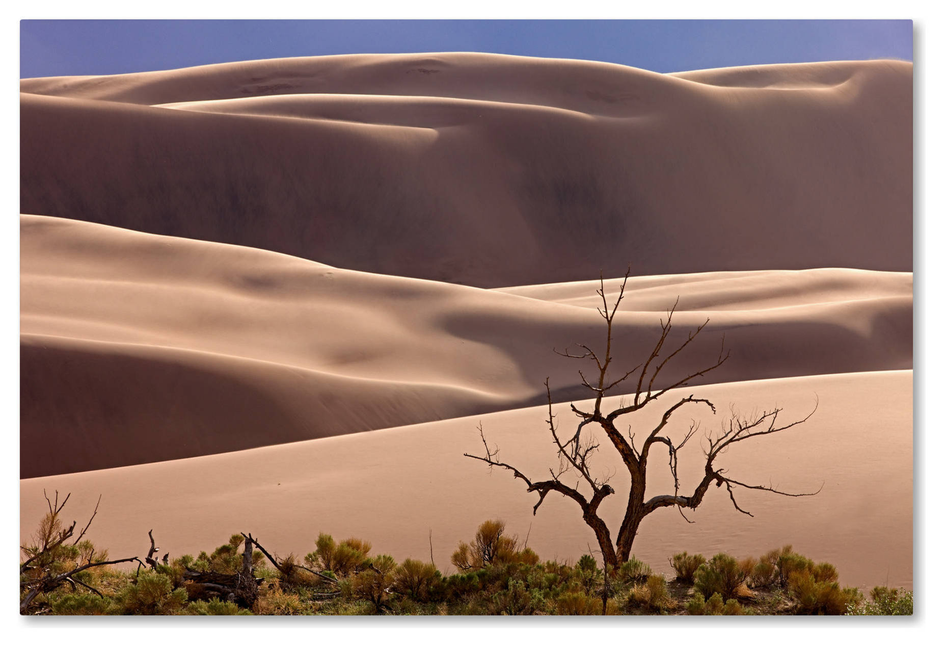 Mike Jones Photo 'Great Sand Dunes NP Tree' Canvas Art, 12"x19 ...