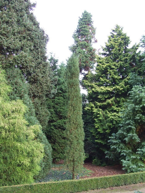 Juniperus sabina 'Fastigiata'