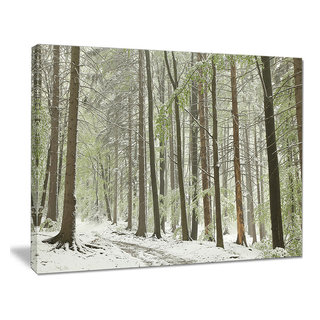 "Spring Beech Forest Scenery" Canvas Print, 40"x30" - Contemporary ...