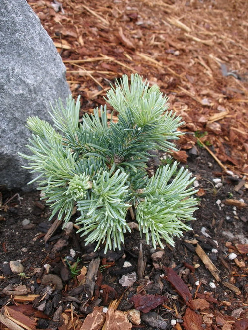 Conifers with the best blue or silver color