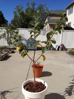 Wax Jambu in California?