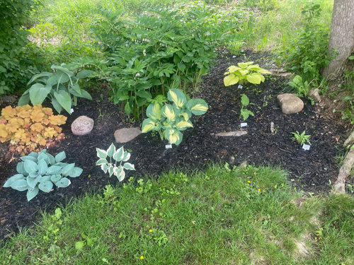 More Happy Hosta beds part 1