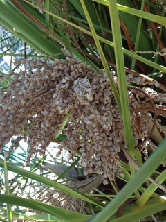 Requesting help with date palm questions