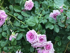 Quick Silver, a beautiful lavender climber | Houzz Forum