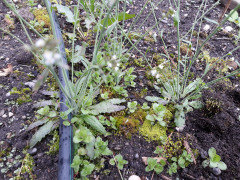 Weed with small white flowers