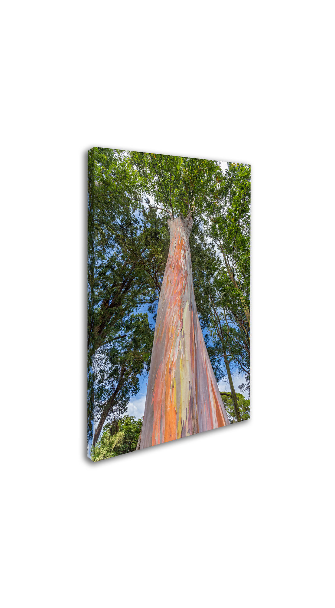 Pierre Leclerc 'Rainbow Tree' Canvas Art, 19"x12" - Contemporary ...