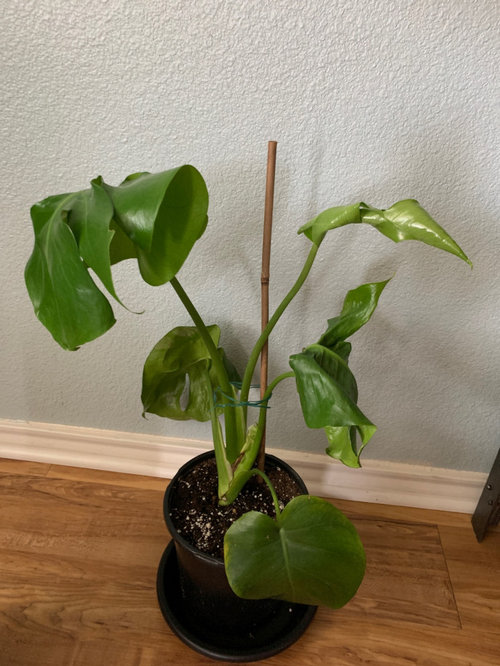 Droopy Monstera Deliciosa leaves.
