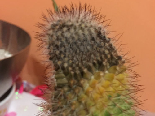 Update on my deflating cactus- Should I chop it?