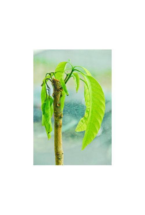 Wilted young mango leaf growth