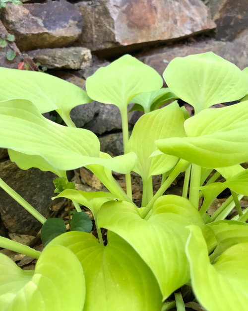 Help me ID this chartreuse hosta