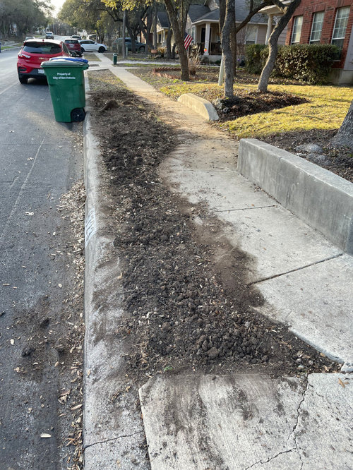 Lantanas for San Antonio hell strip?